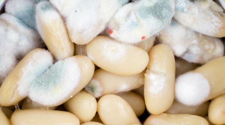 Shelf Life of Beans: Dry Pinto, Black, Kidney, and 6 More – EZ-Prepping